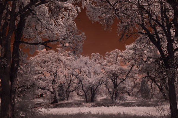 Infrared Photography - base2photo: Digital Photography