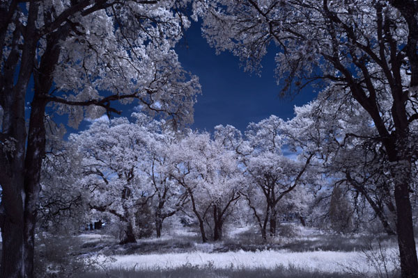 Infrared Photography - base2photo: Digital Photography