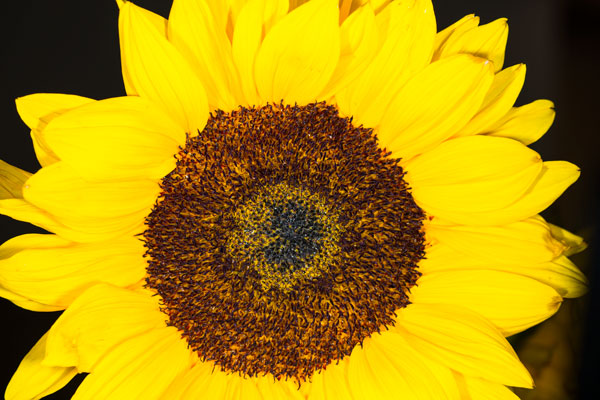 Nikon Zoom-NIKKOR 100~300mm 1:5.6 Ai-S Lens (100-300mm f/5.6 ...