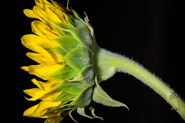 Nikon Zoom-NIKKOR 35~135mm 1:3.5~4.5 Ai-S Lens (35-135mm f/3.5-4.5 ...