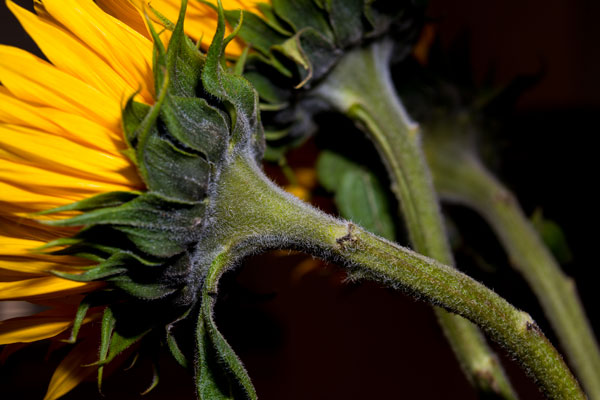 Nikon Zoom-NIKKOR 35~70mm 1:3.5 Ai-S Lens (35-70mm f/3.5) - base2photo ...